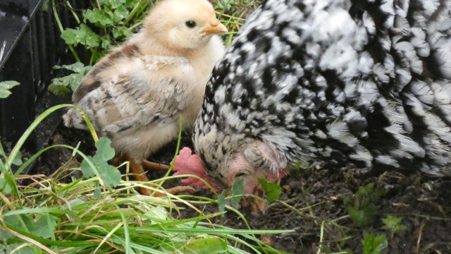 The Meadows | Sleeps 4 | Comfortable Genuine Log Cabin | Lake Farm